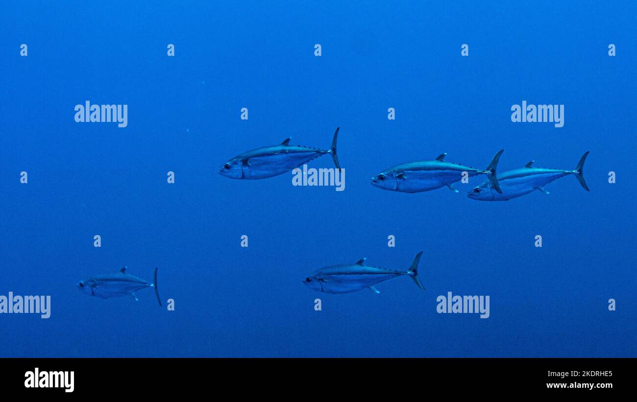 Group of tuna fish in open water on diving safari in Egypt Stock Photo ...