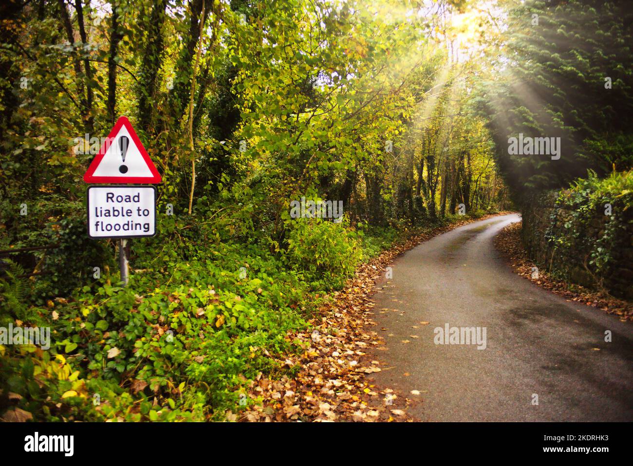 A country lane in autumn with sunlight caught through trees and a ...