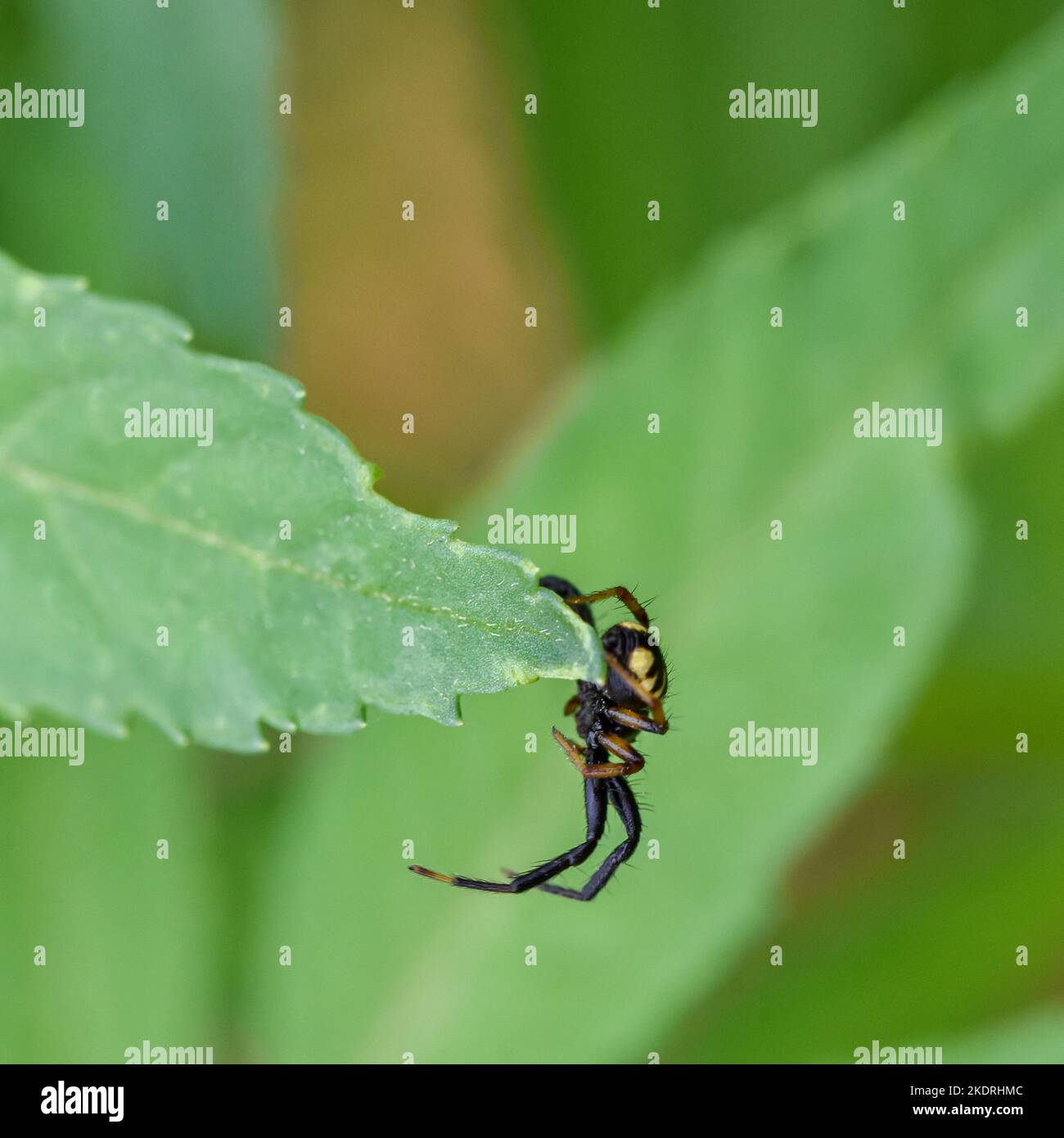Foreground insects hi-res stock photography and images - Alamy
