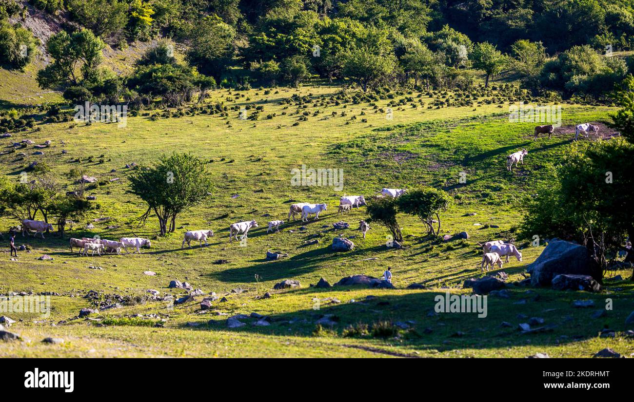 China west henan alpine meadow Stock Photo - Alamy