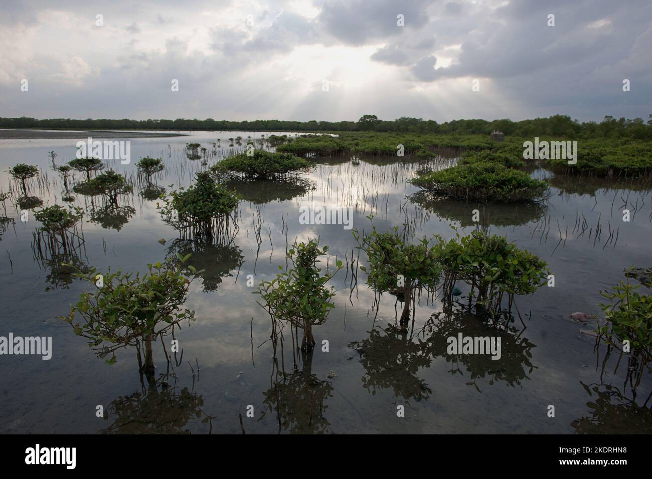 Tree plantation project hi-res stock photography and images - Alamy