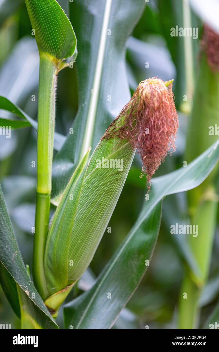 Autumn corn that is about to ripen Stock Photo - Alamy