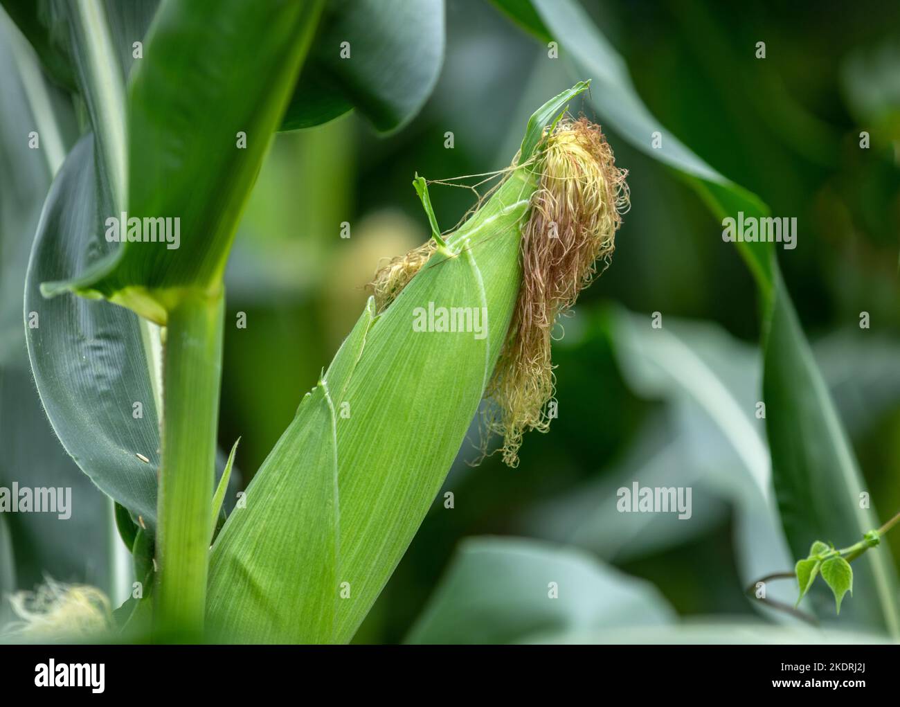 Autumn corn that is about to ripen Stock Photo - Alamy