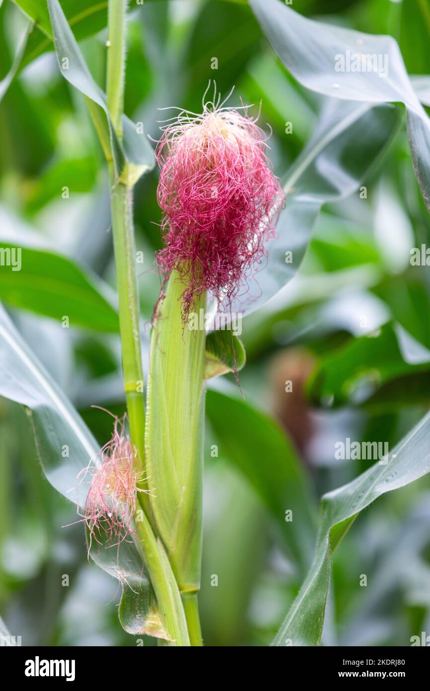 Autumn corn that is about to ripen Stock Photo - Alamy