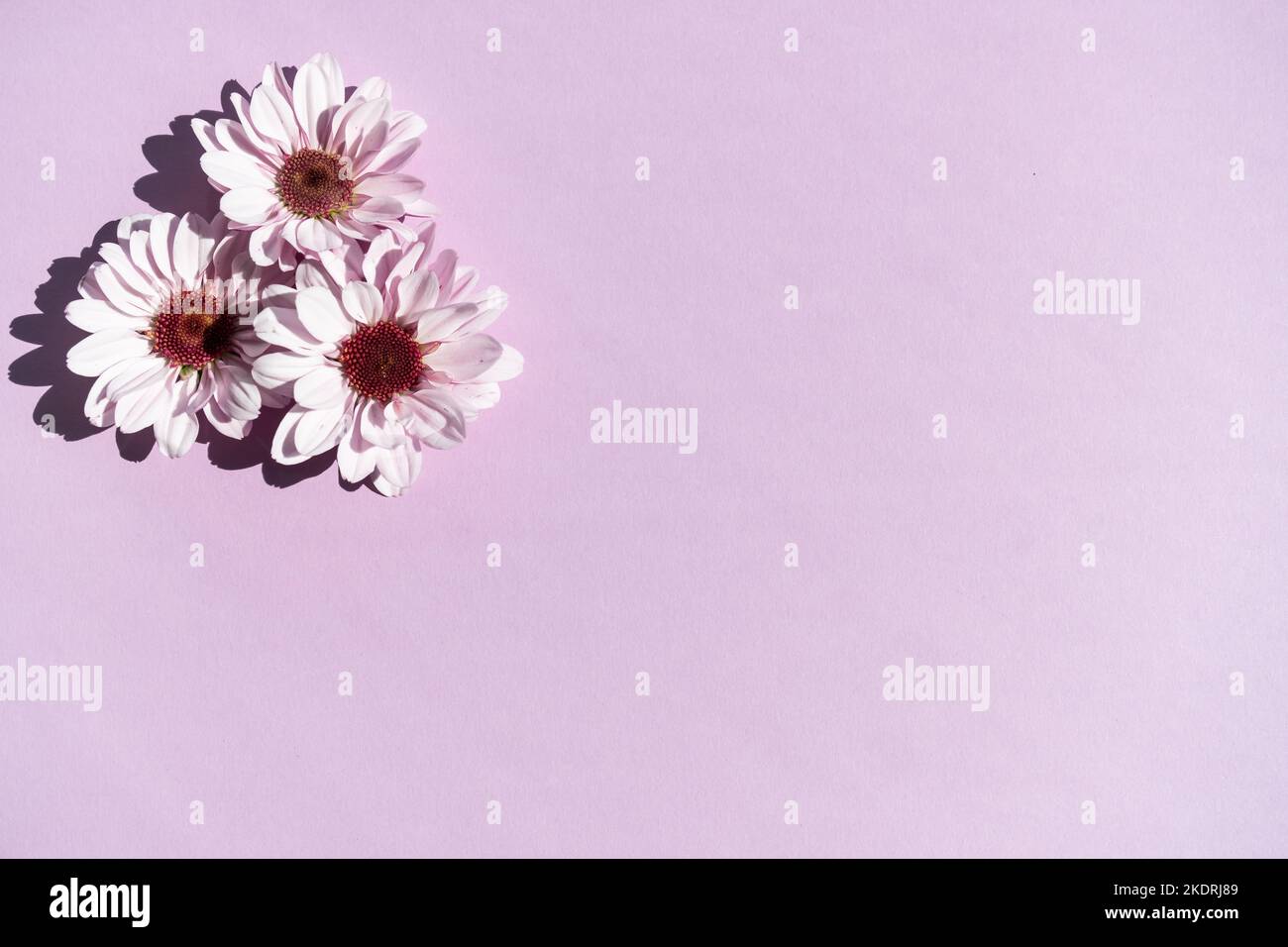 Pattern of the purple chrysanthemum flowers on the purple background ...