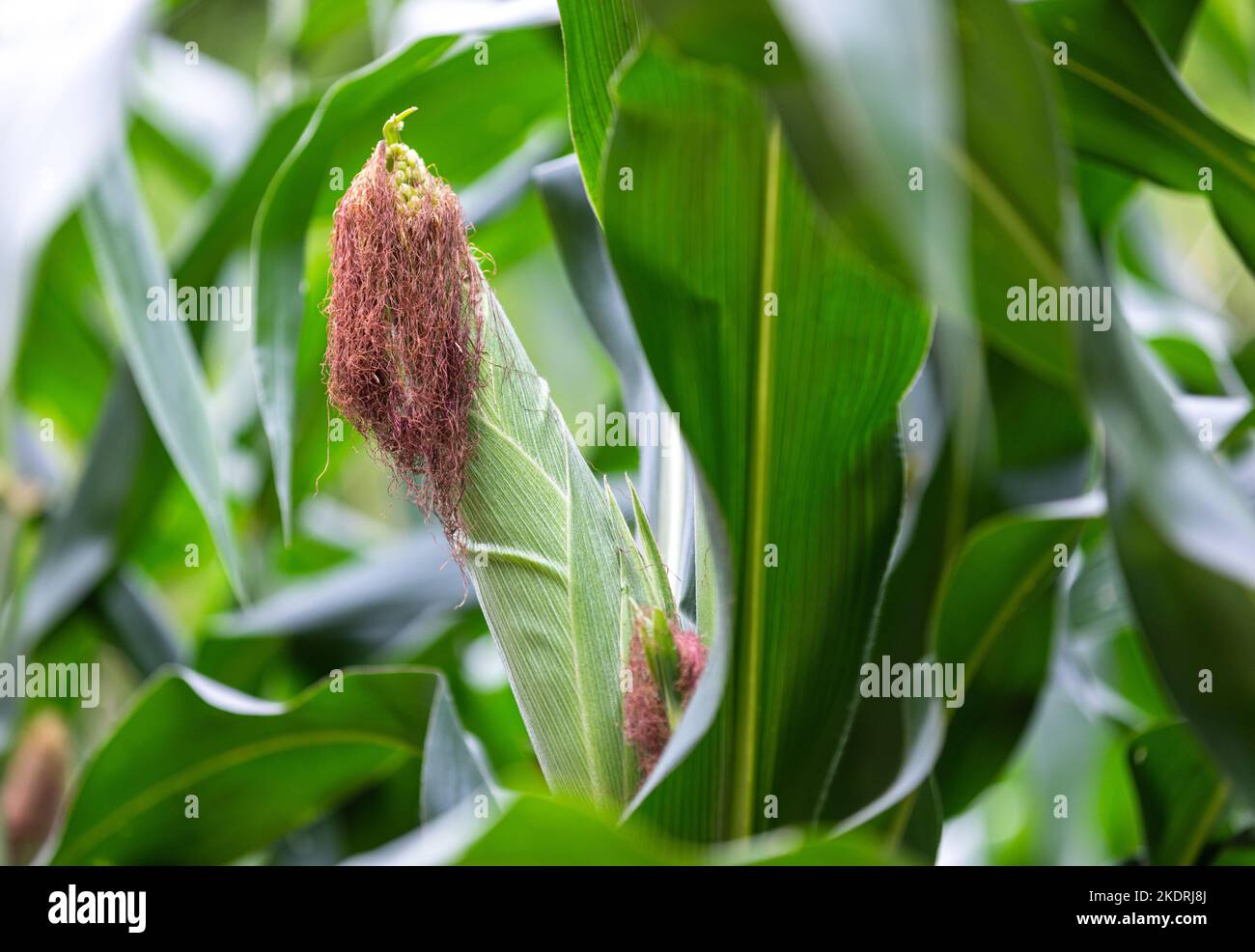 Autumn corn that is about to ripen Stock Photo - Alamy