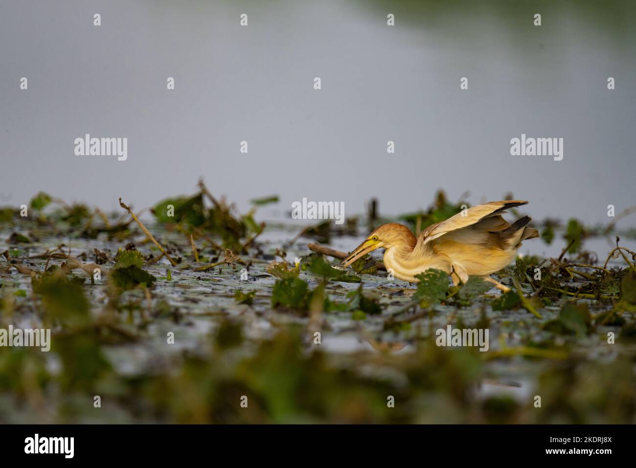 The yellow tail Jay fish Stock Photo - Alamy