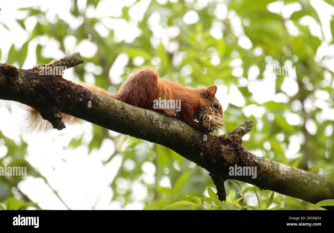 Photographing red squirrels hi-res stock photography and images - Alamy