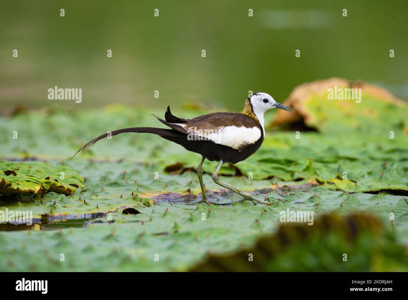 Phoenix in water hi-res stock photography and images - Alamy