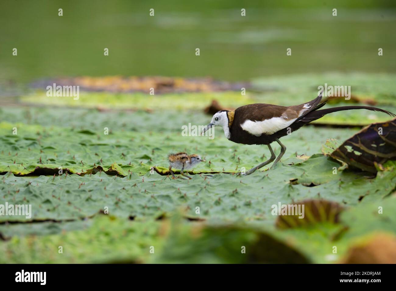 Phoenix in water hi-res stock photography and images - Alamy