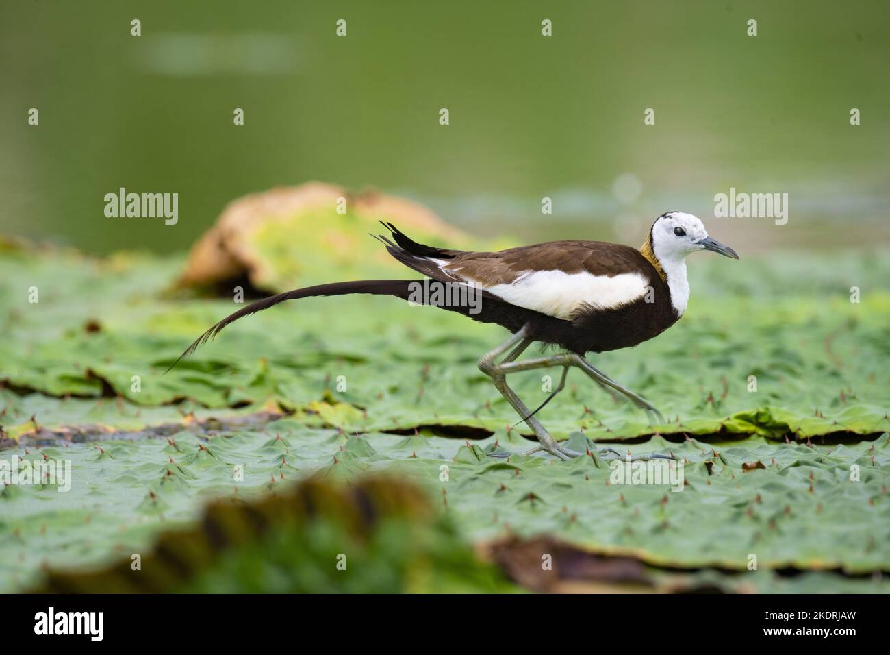 Phoenix in water hi-res stock photography and images - Alamy
