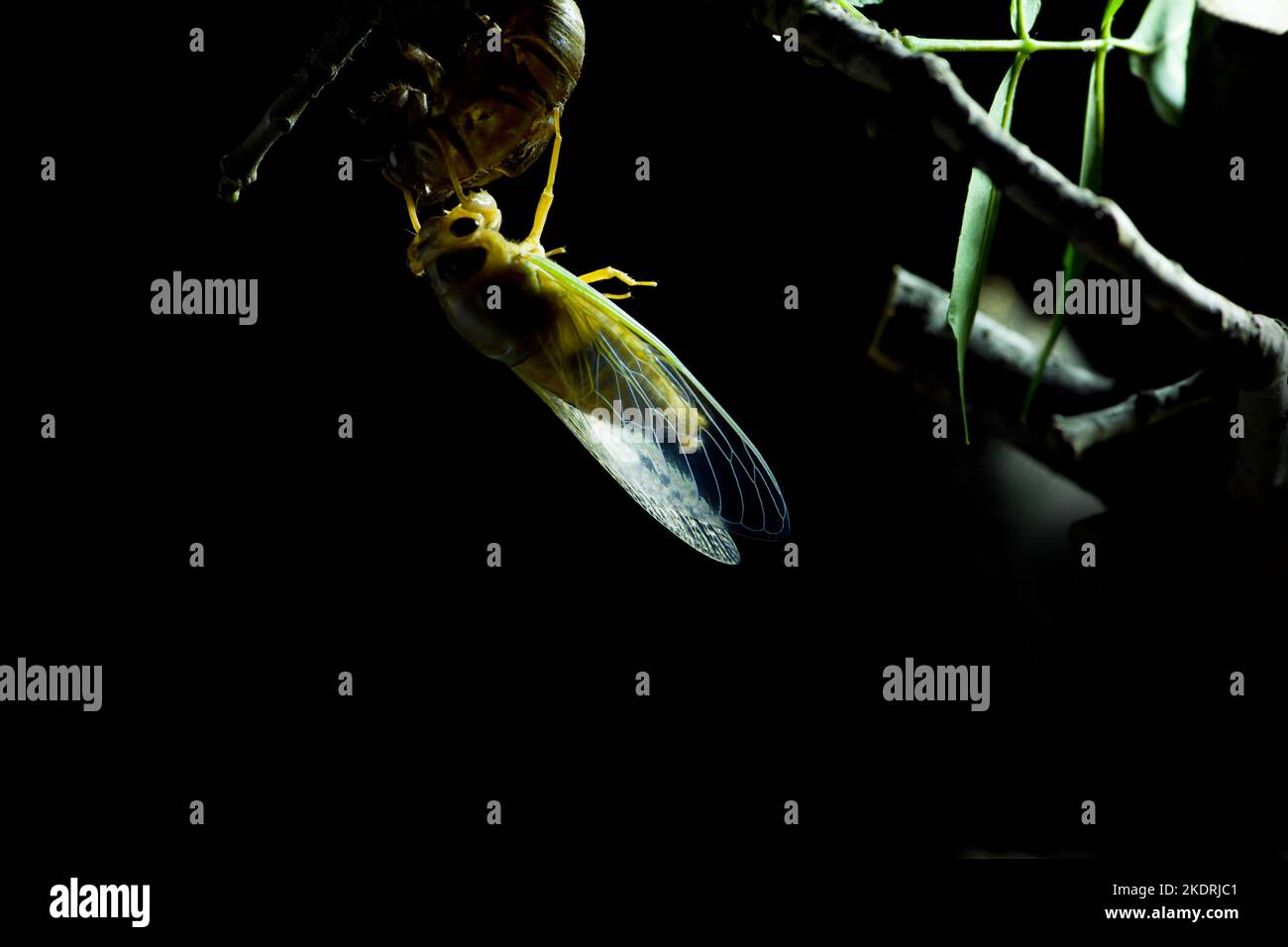 Escape from insects hi-res stock photography and images - Alamy