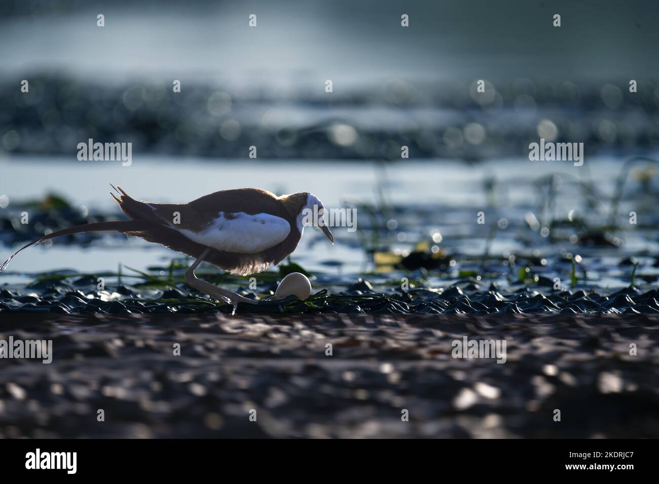 Water pheasant hatch Stock Photo - Alamy