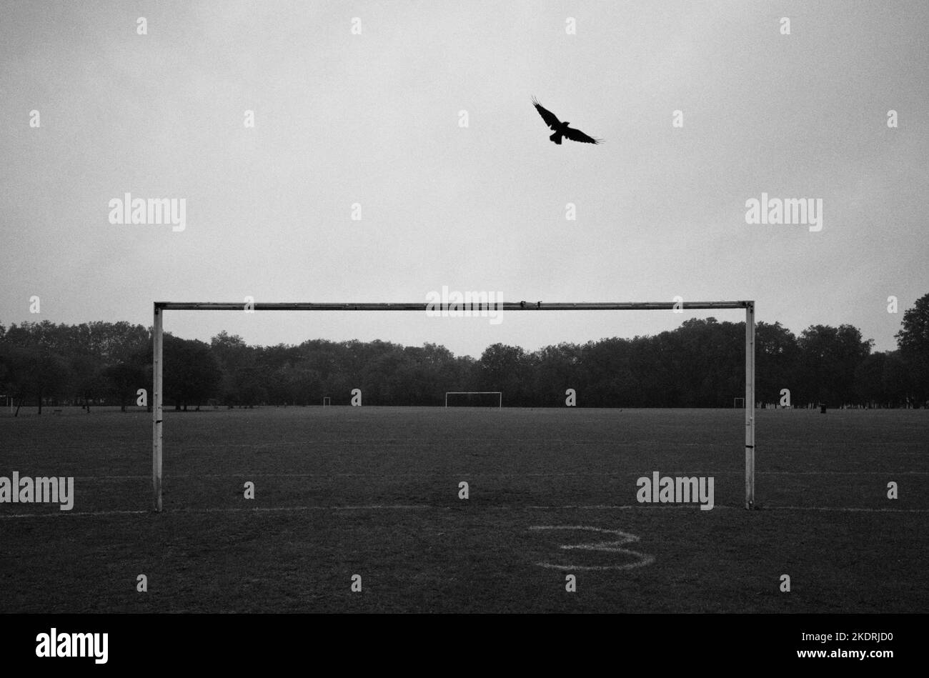 London crows hi-res stock photography and images - Alamy
