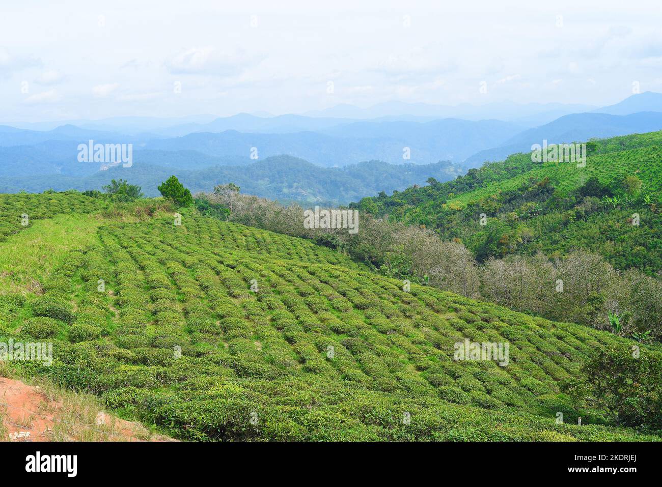 Tea crop in tea hill in Da Lat Vietnam Stock Photo - Alamy