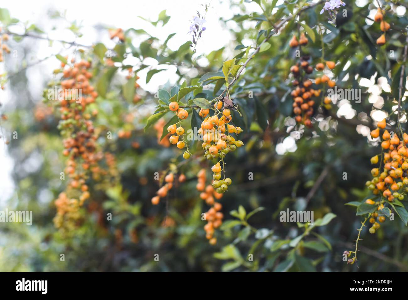 Duranta erecta also known as golden dewdrop, pigeon berry Stock Photo ...