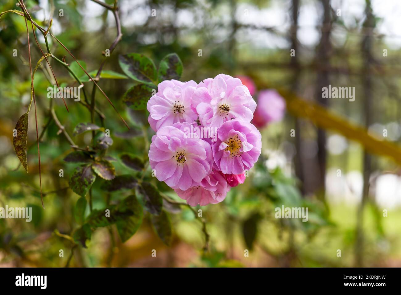 Pink musk flower hi-res stock photography and images - Alamy
