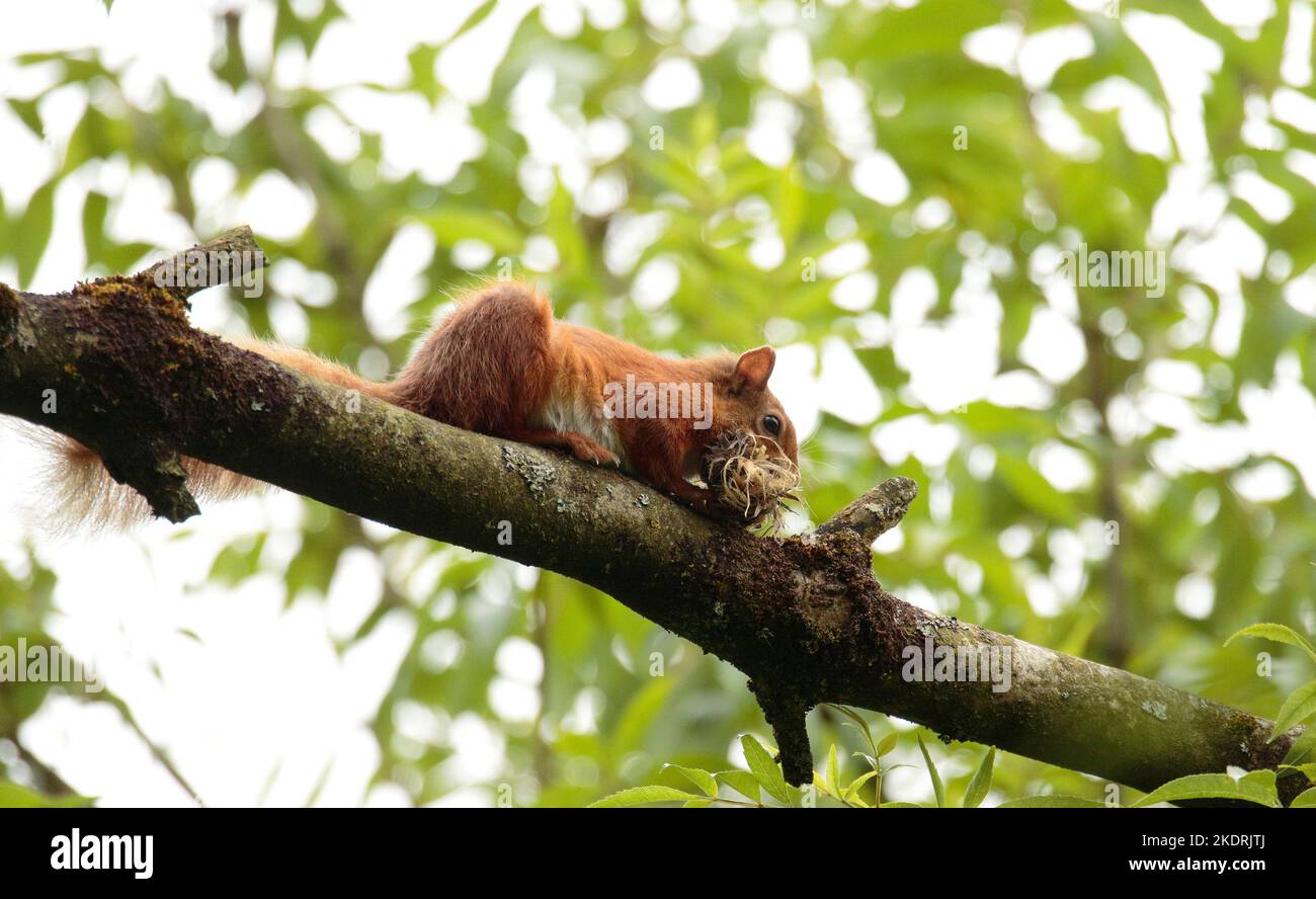 Photographing mammals hi-res stock photography and images - Alamy