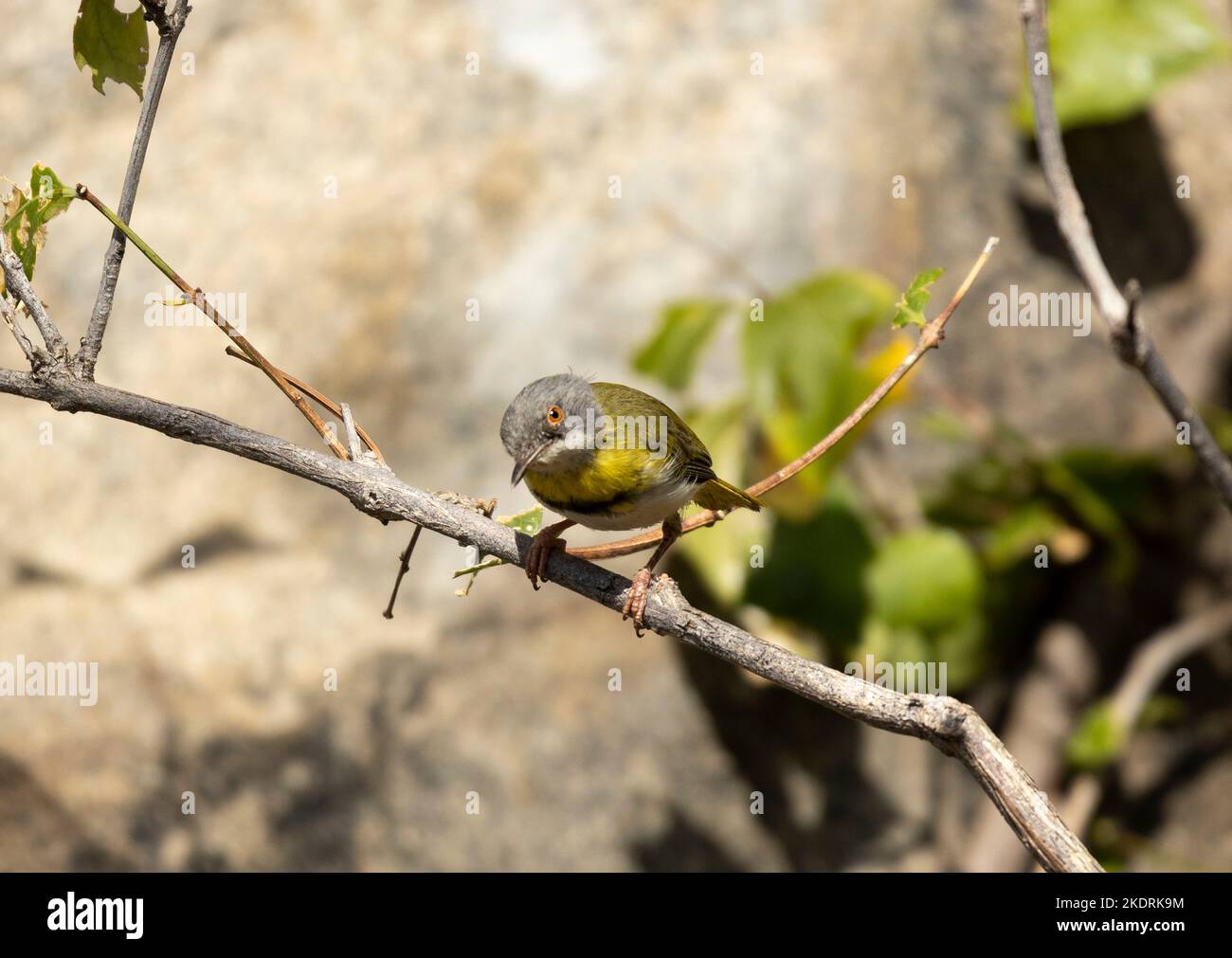 The Yellow-breasted Apalis is a common and widespread bird of the ...