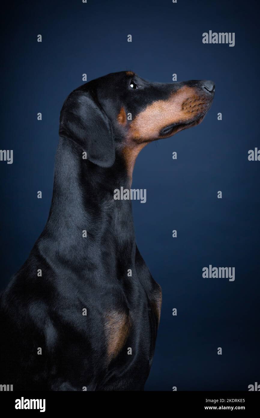 Doberman Pinscher Portrait Stock Photo - Alamy