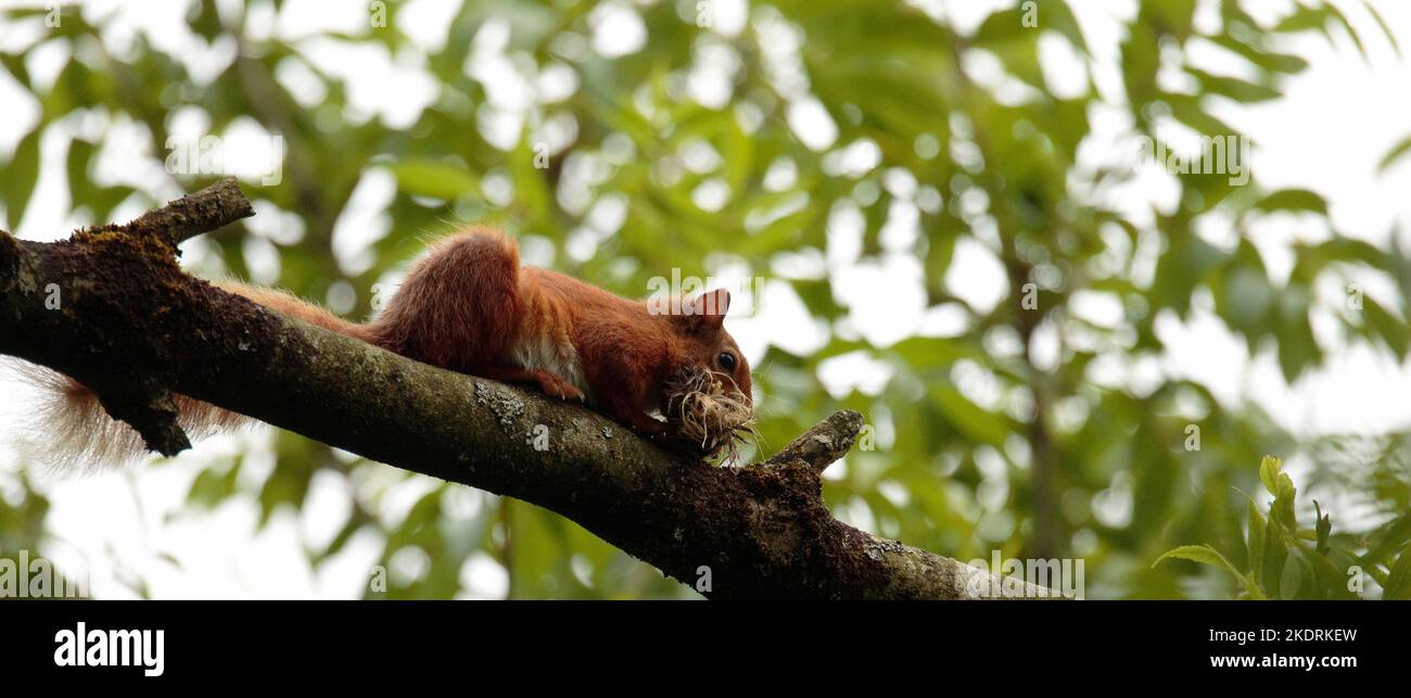 Drey squirrel hi-res stock photography and images - Alamy