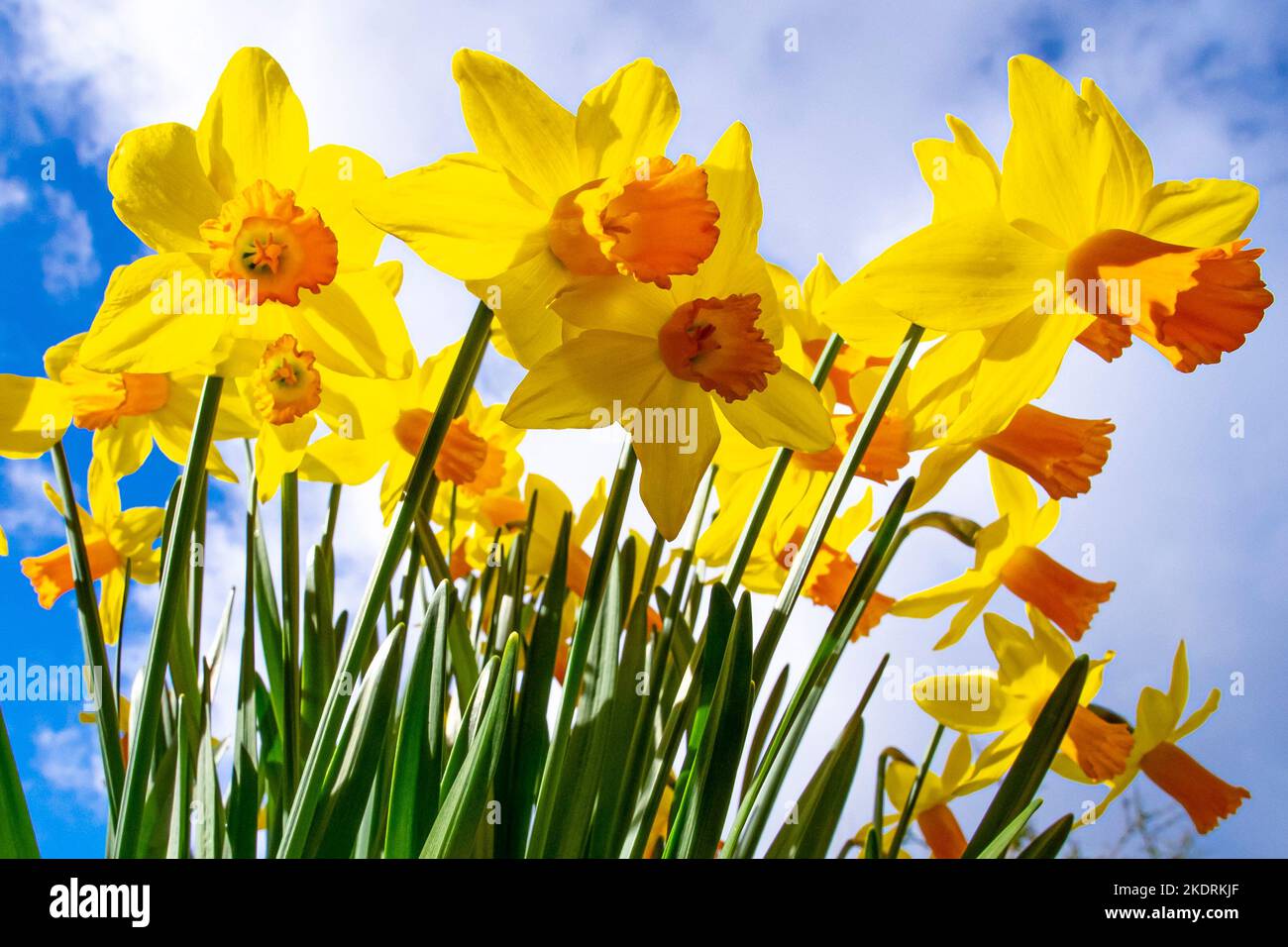 A batch of Tulips photographed against a blue sky with white fluffy ...