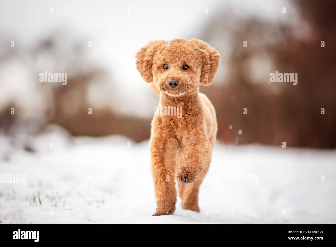 running Miniature Poodle Stock Photo - Alamy