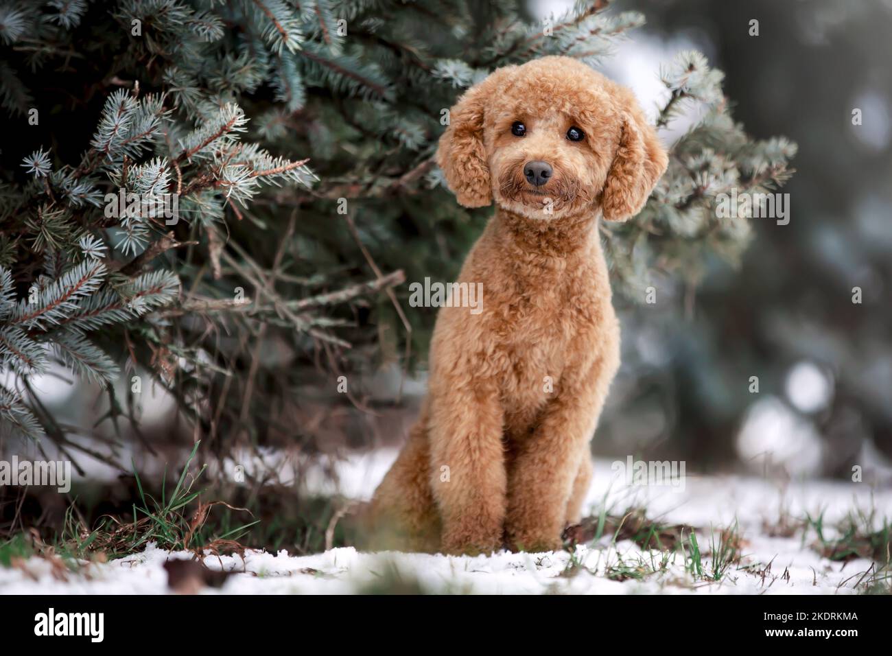 sitting Miniature Poodle Stock Photo - Alamy
