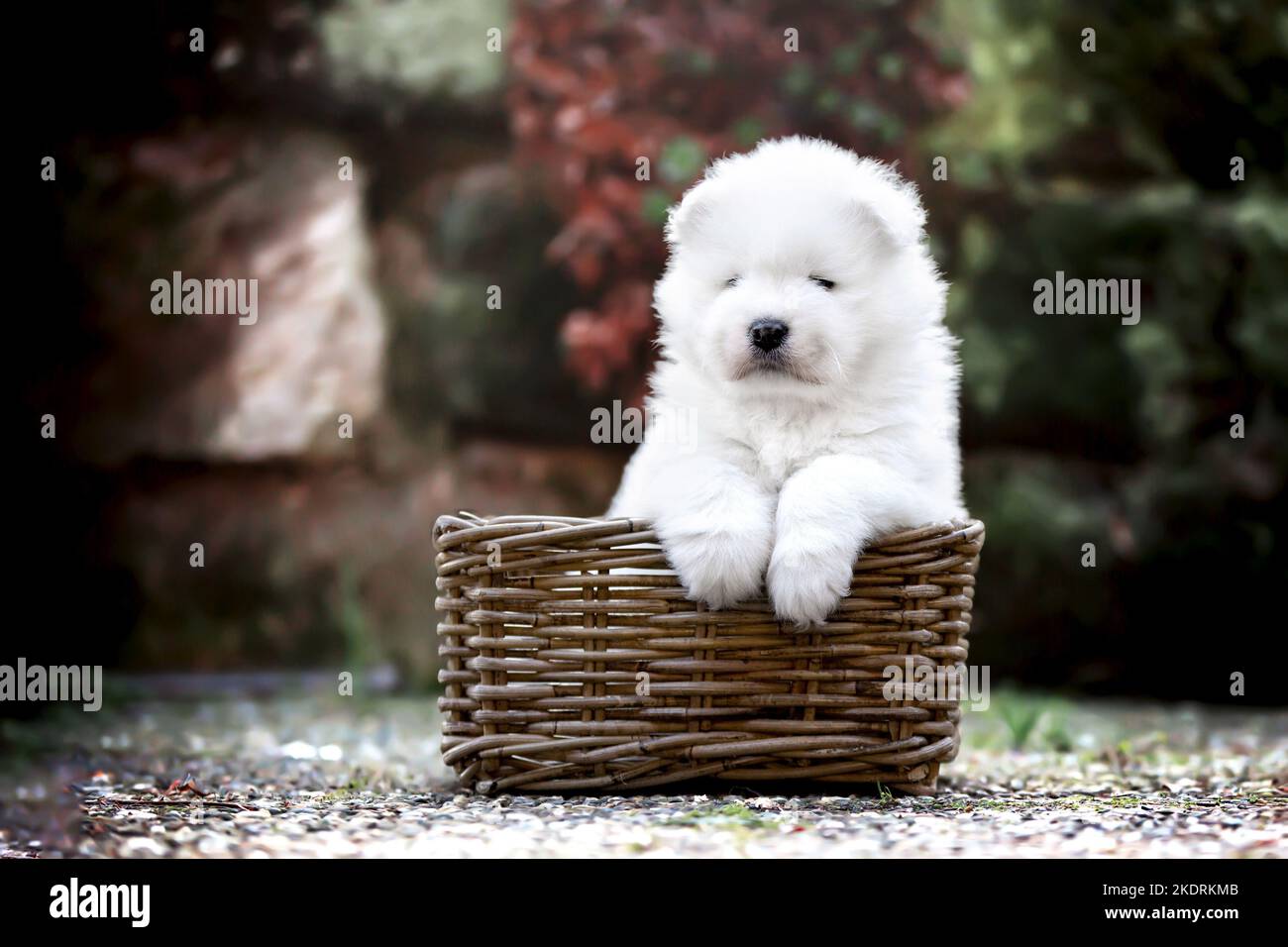 Samoyeds puppy puppies hi-res stock photography and images - Alamy