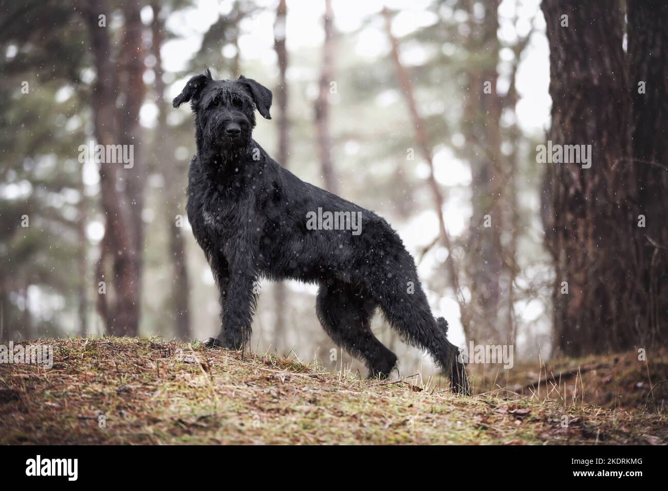 standing Giant Schnauzer Stock Photo - Alamy