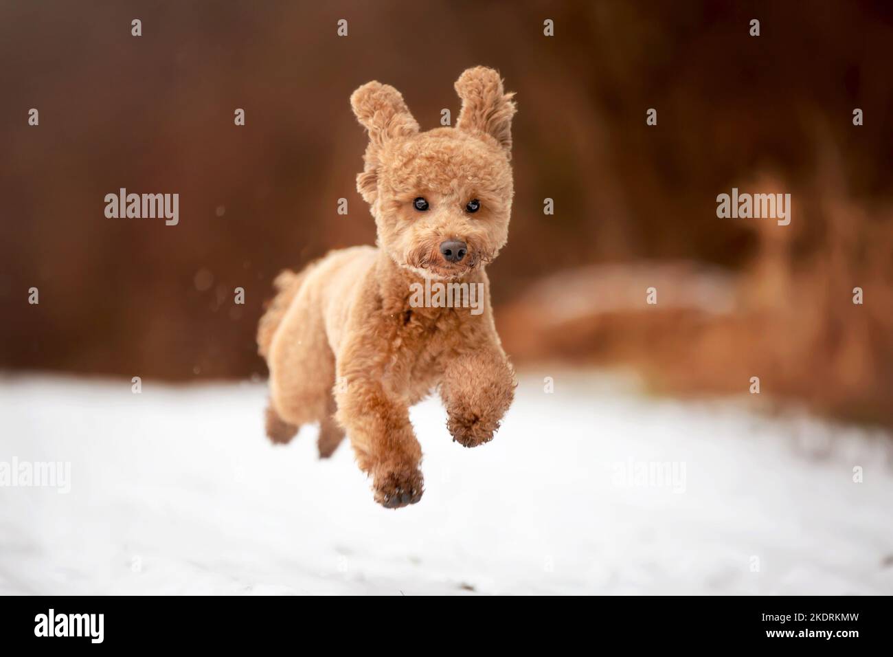 jumping Miniature Poodle Stock Photo - Alamy