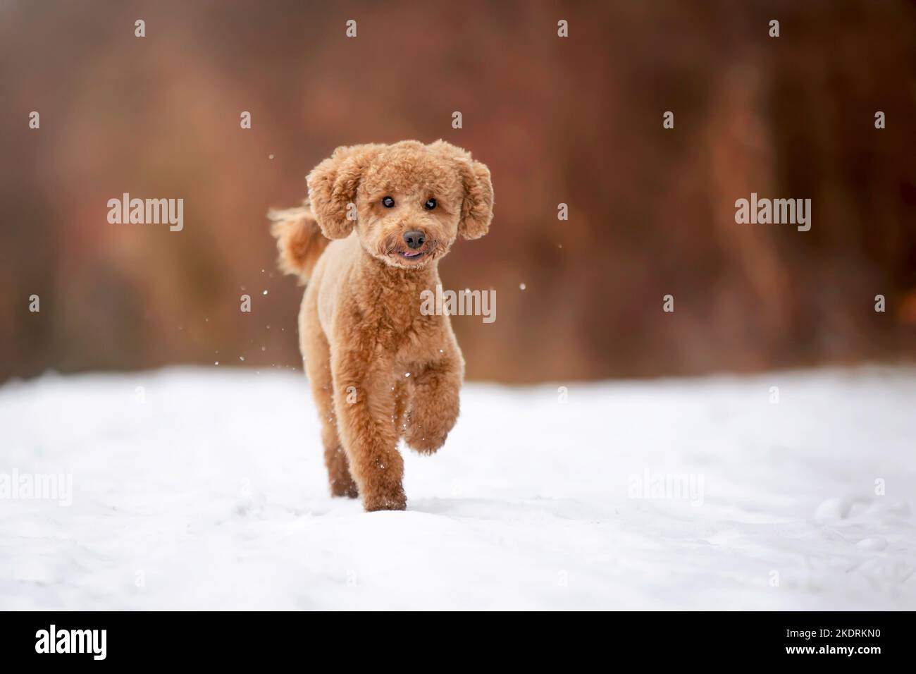 walking Miniature Poodle Stock Photo - Alamy