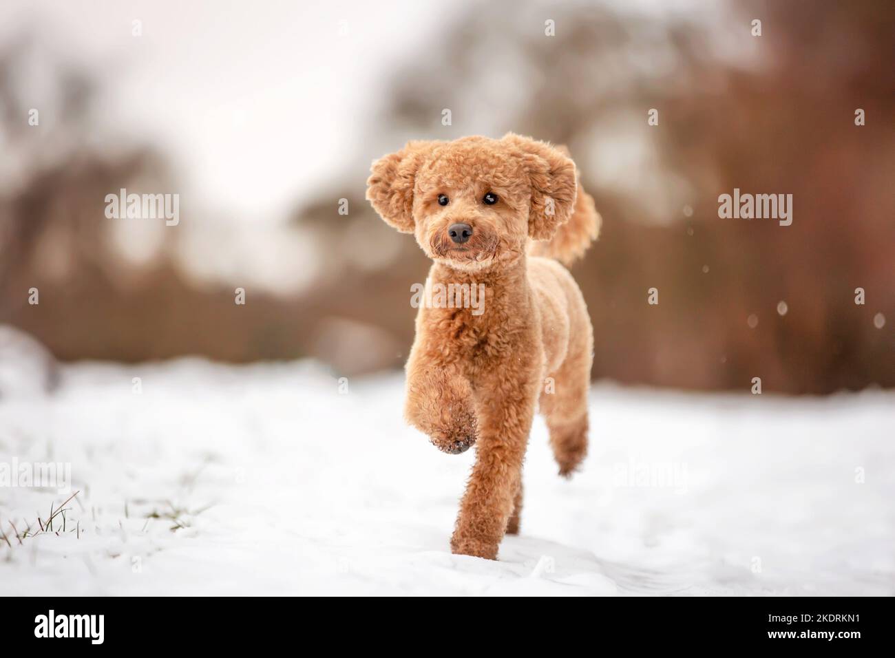 running Miniature Poodle Stock Photo - Alamy