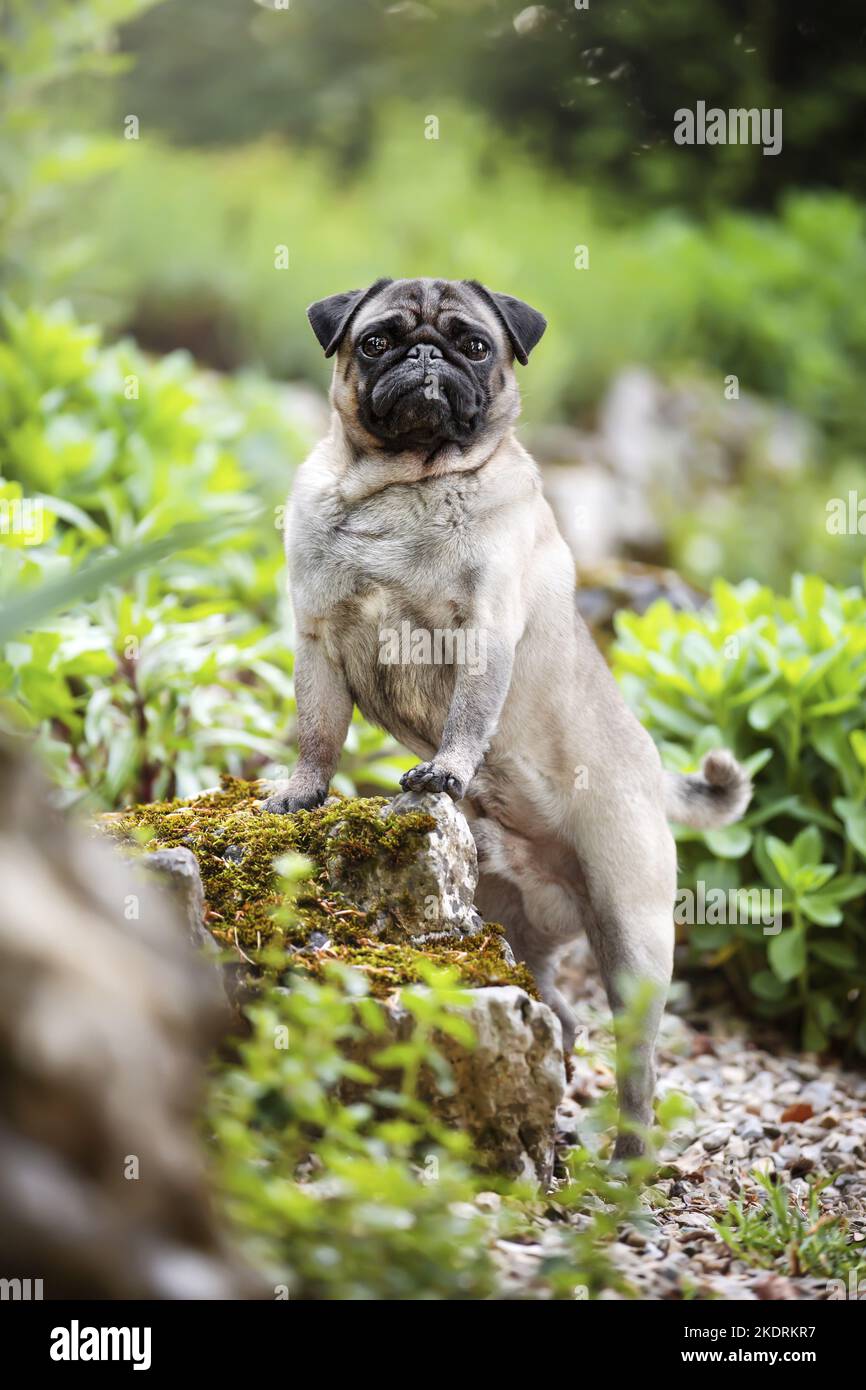Carlin standing hi-res stock photography and images - Alamy