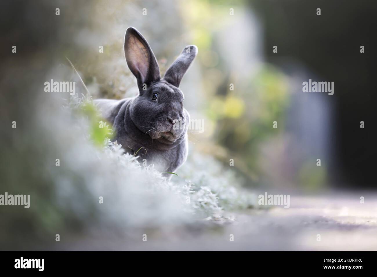 Mini rex hi-res stock photography and images - Alamy