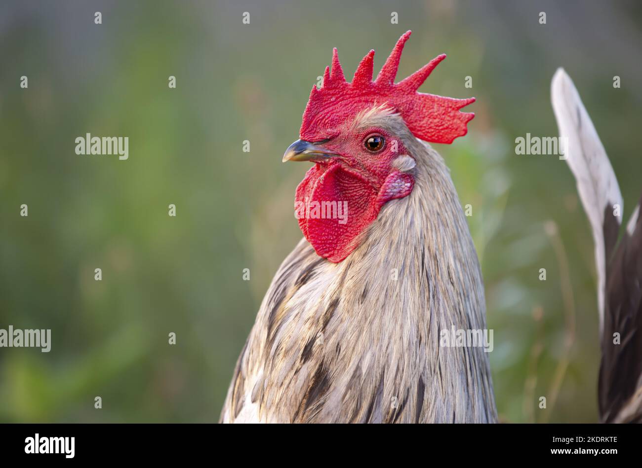 Silverudds Blue portrait Stock Photo - Alamy