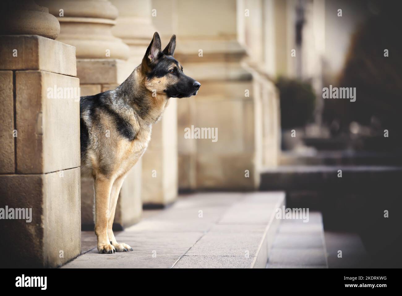 standing German Shepherd Stock Photo - Alamy