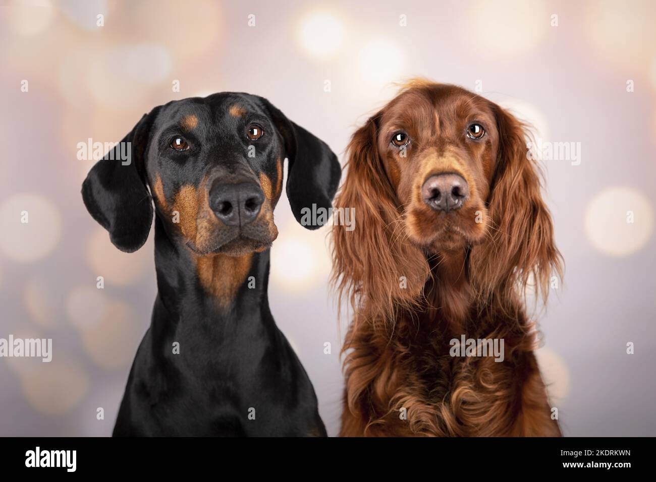 Doberman Pinscher with Irish Red Setter Stock Photo - Alamy