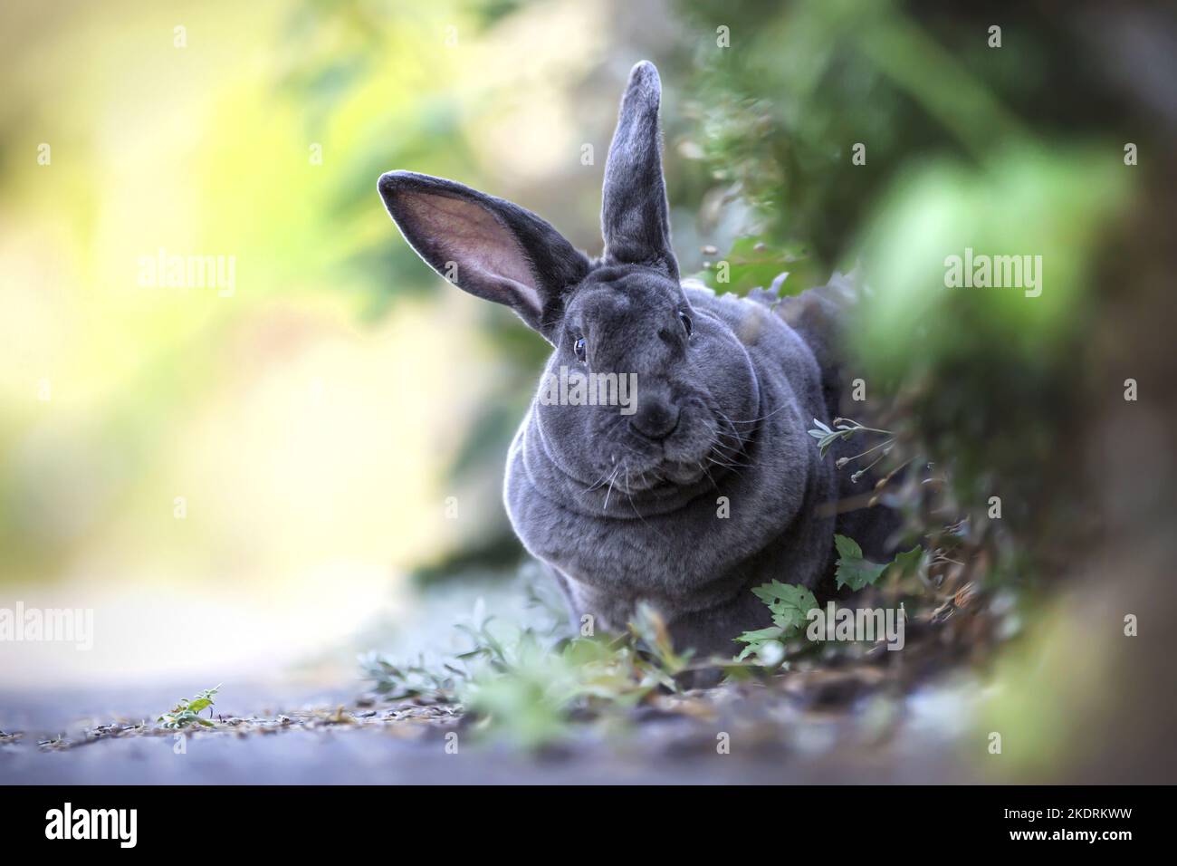 Mini rex hi-res stock photography and images - Alamy