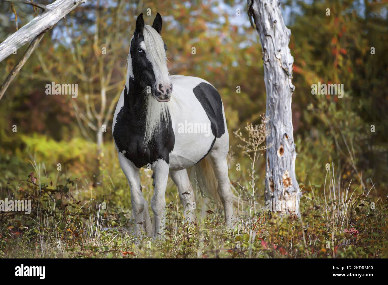 standing Irish Tinker Stock Photo - Alamy