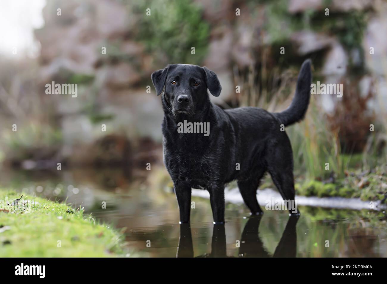 standing Labrador Retriever Stock Photo - Alamy