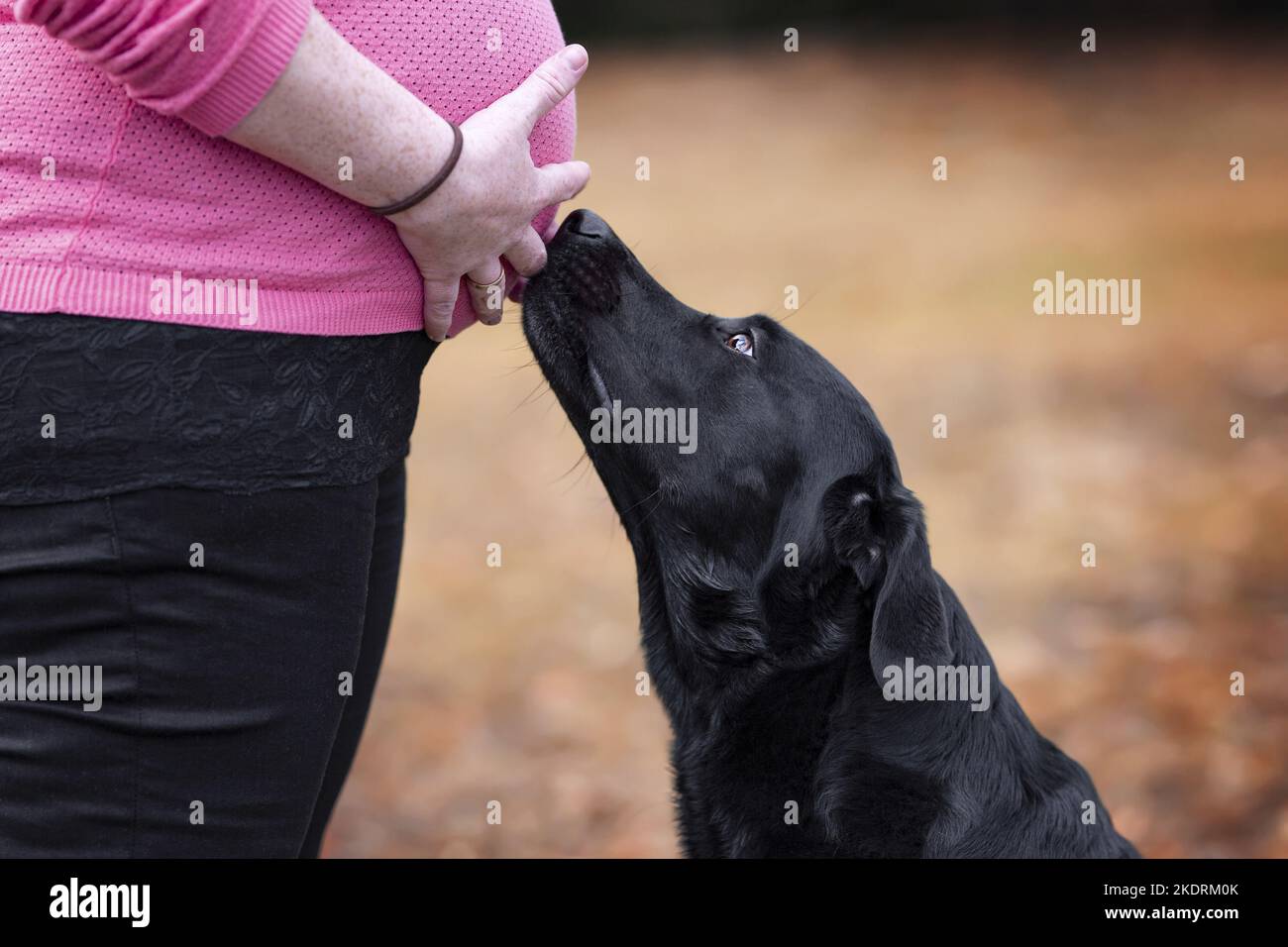 Black labrador sniffs hi-res stock photography and images - Alamy