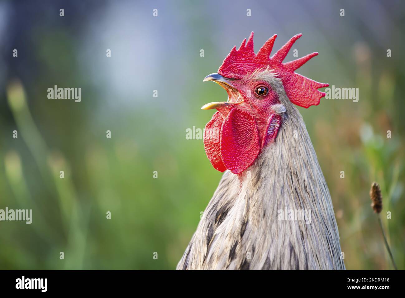 Silverudds Blue portrait Stock Photo - Alamy