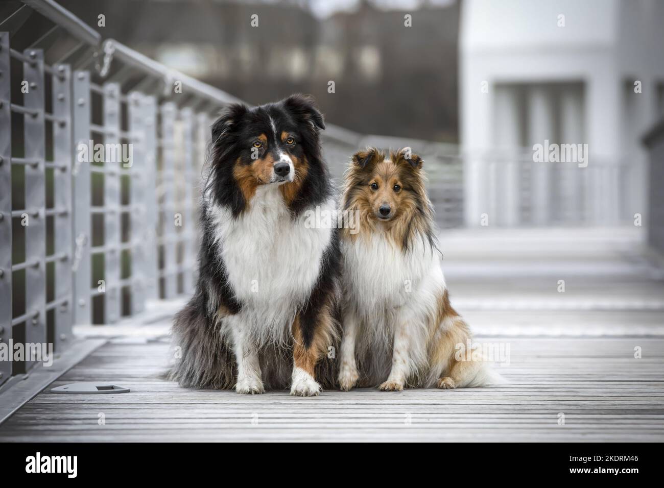 Australian Shepherd and Sheltie Stock Photo - Alamy