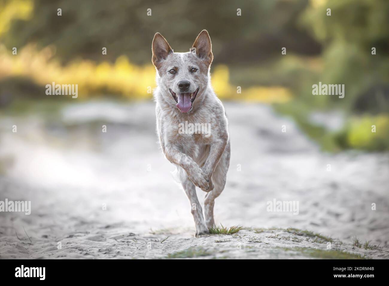 running Australian Cattle Dog Stock Photo - Alamy