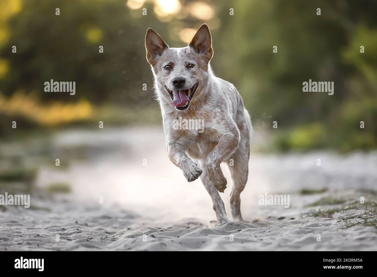 running Australian Cattle Dog Stock Photo - Alamy