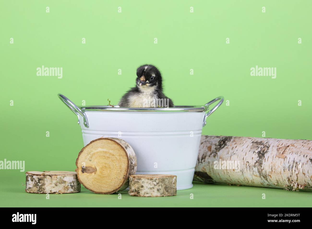 Bin chickens hi-res stock photography and images - Alamy