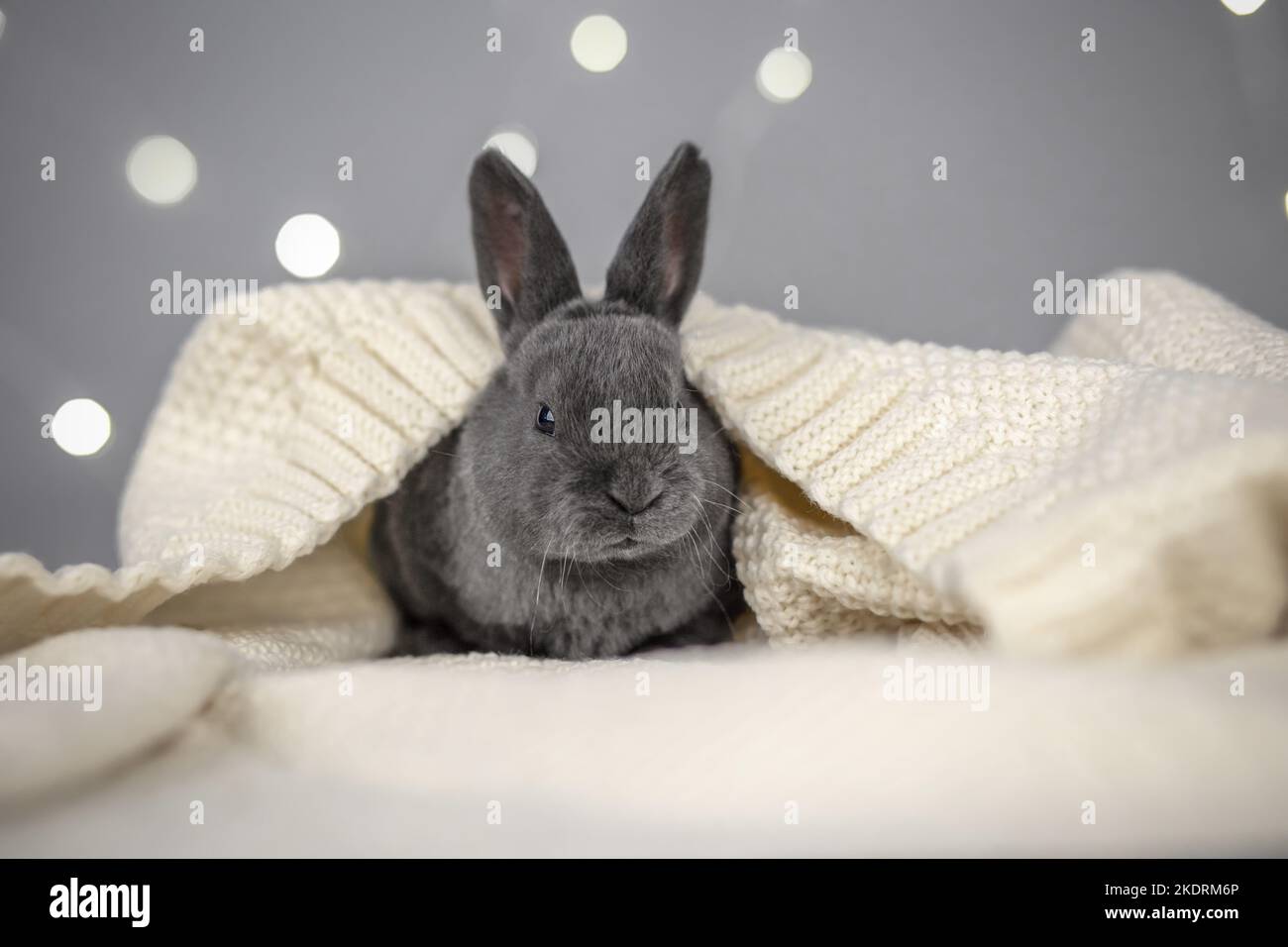 Blue rex hi-res stock photography and images - Alamy