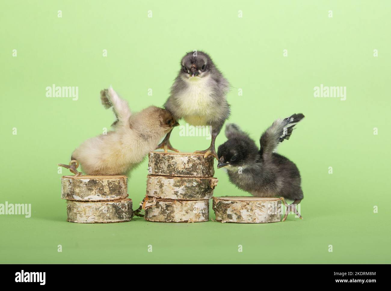 Hen chick flapping hi-res stock photography and images - Alamy