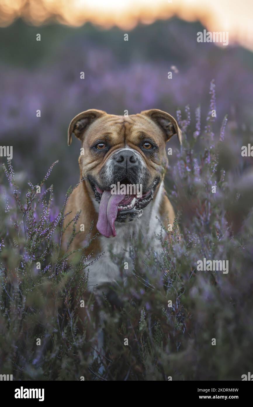Continental Bulldog Portrait Stock Photo - Alamy